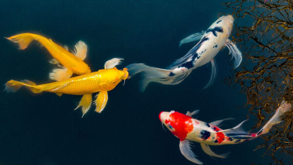 Cá Koi F1 Là Gì? Phân Biệt Cá Koi F1 Và Cá Koi Nhật Bản