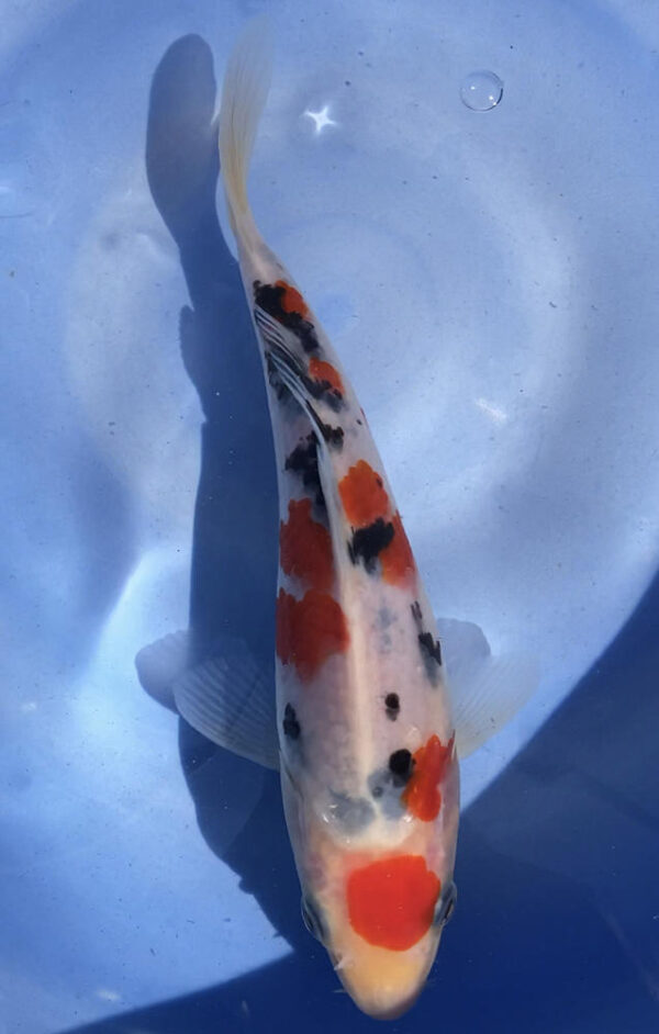 Koi Kohaku Sanke: Đặc điểm, ý Nghĩa Của Dòng Koi Bạch Kim