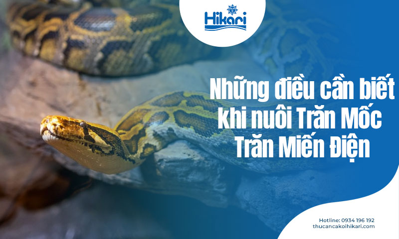 Trăn Miến Điện: Đặc Điểm, Tập Tính Và Vai Trò Sinh Thái